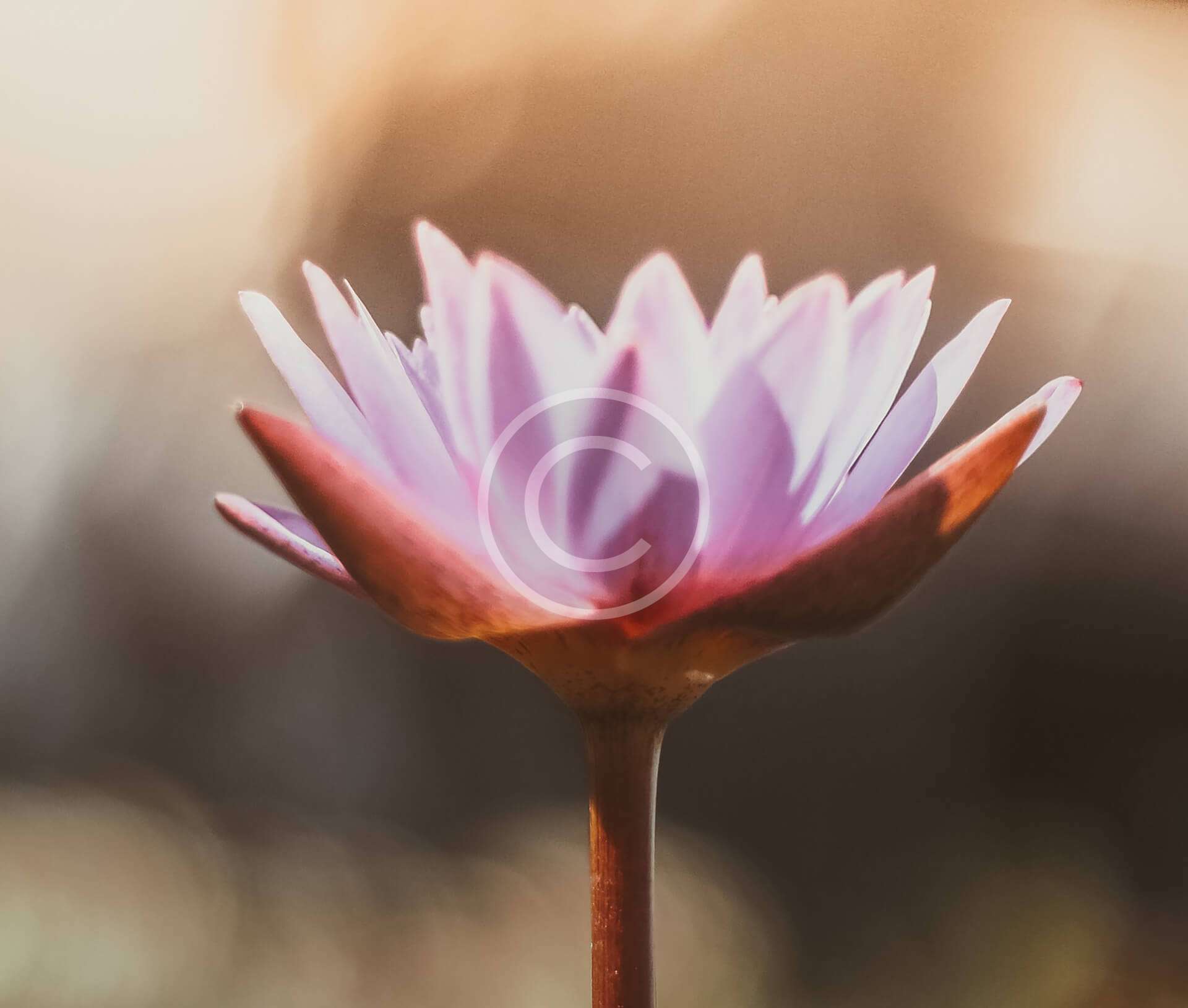 Dharma Authentication Day & Dharma Name Conferment Ceremony – ตักบาตร ...
